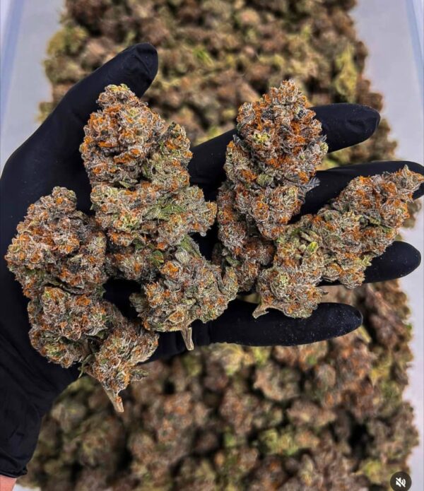 Buy Thai Cali Strain Online | Premium Cannabis Seeds & Products